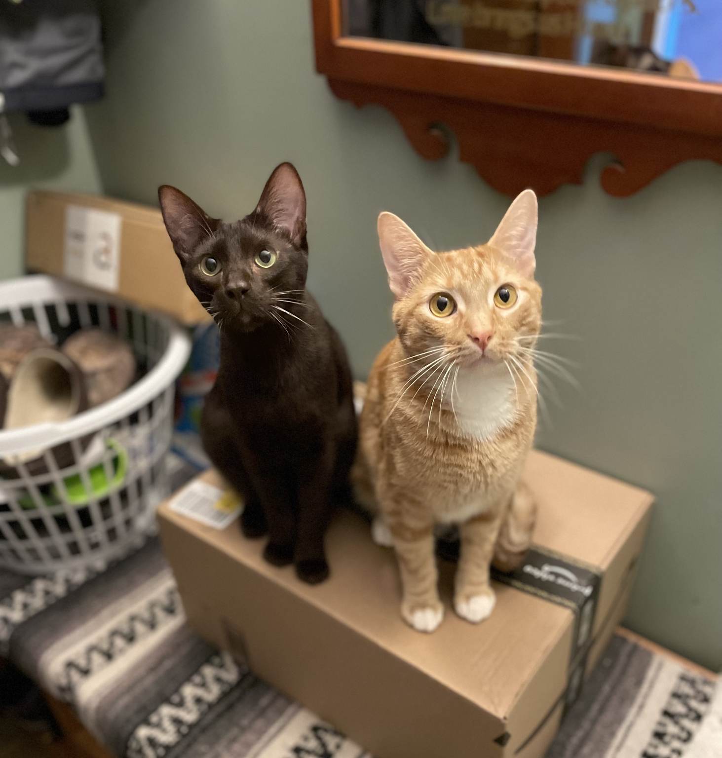 Monticello, IL Veterinary Services | Animal Hospital